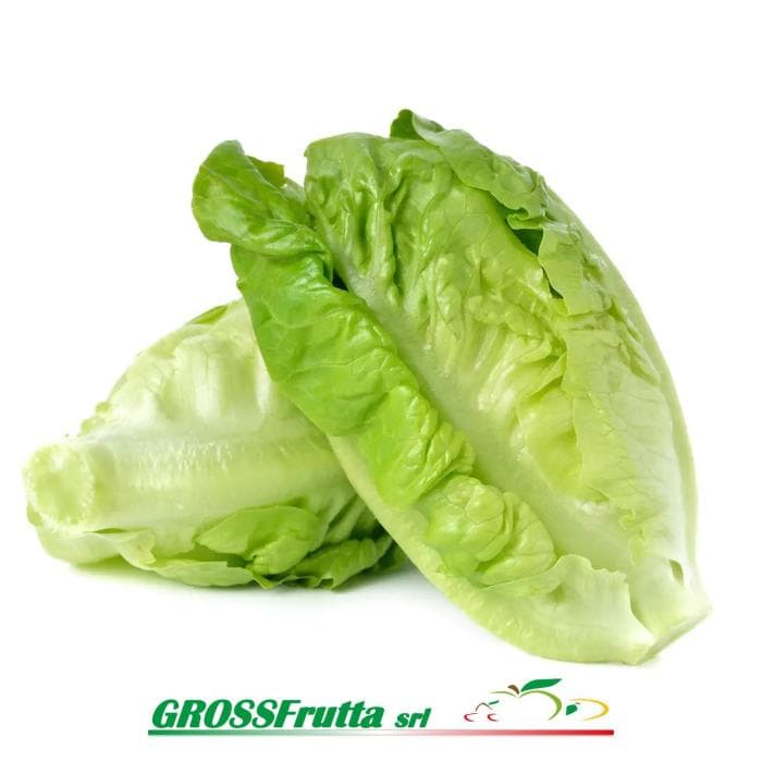 LATTUGA ROMANA | GrossFrutta