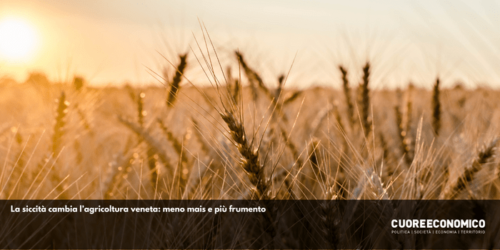 La siccità cambia l’agricoltura veneta: meno mais e più frumento ...