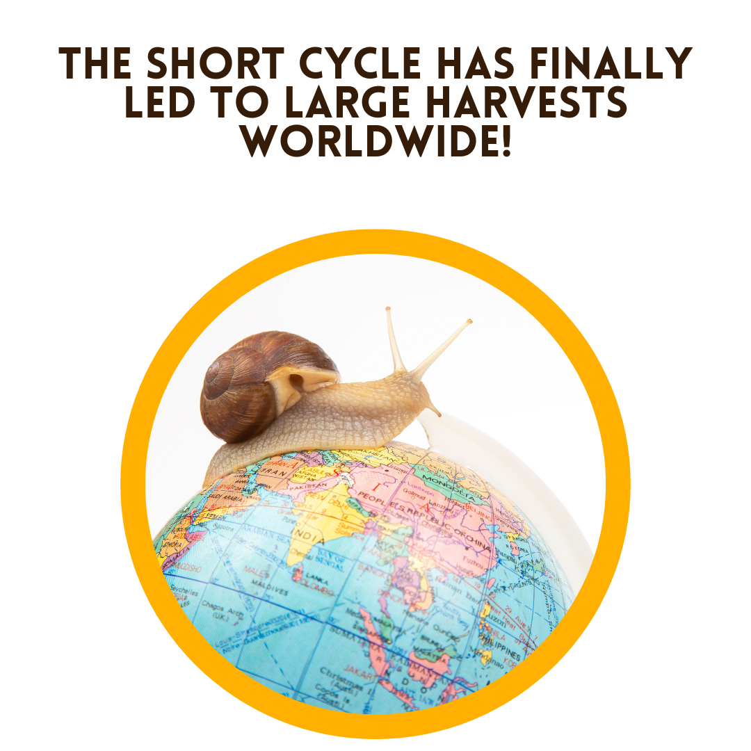 Snail Farm | Become a Snail Breeder