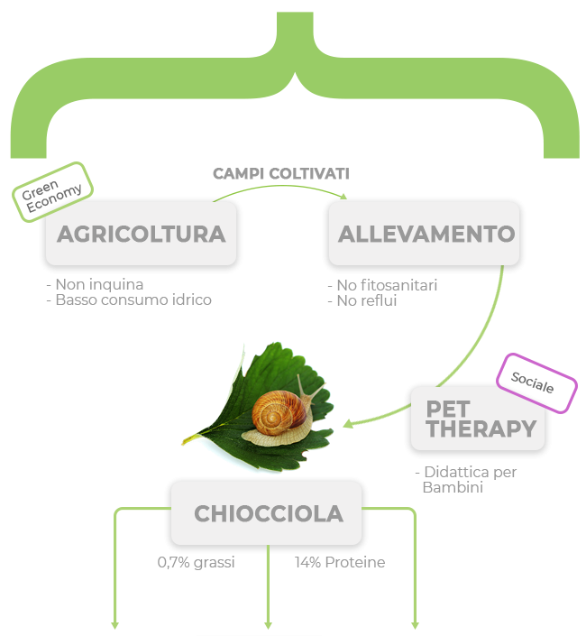 Supply chain | Istituto Internazionale di Elicicoltura di Cherasco