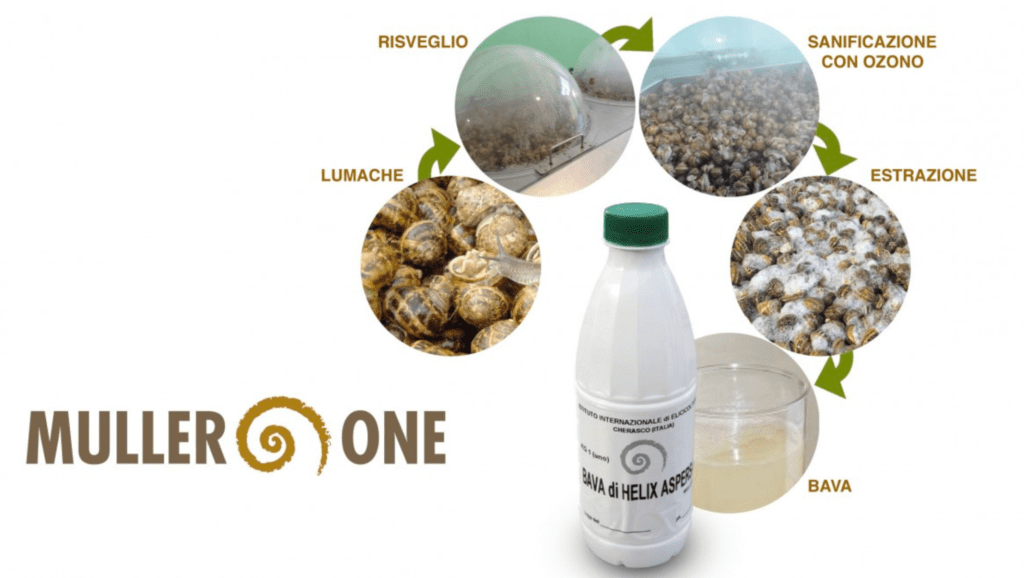 Slime Extraction | Istituto Internazionale di Elicicoltura di Cherasco